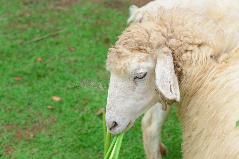 Sheep Eating Grass Leaves in Farm Stock Image - Image of animal, cute ...