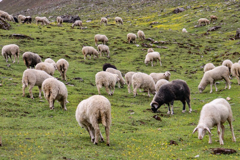 Sheep Eating Grass on the Meadows of Himalayan Mountain Stock Photo ...