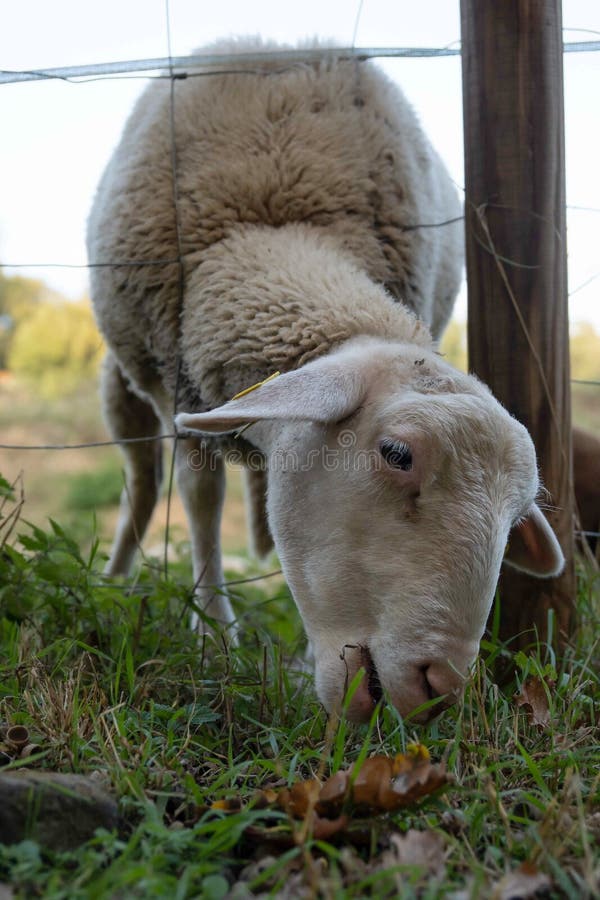 Sheep trapped stock image. Image of grass, natural, meal - 244052073