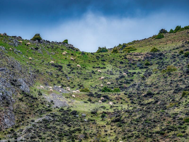 Sheep Eating Grass on the Mountain in Spring Stock Image - Image of ...