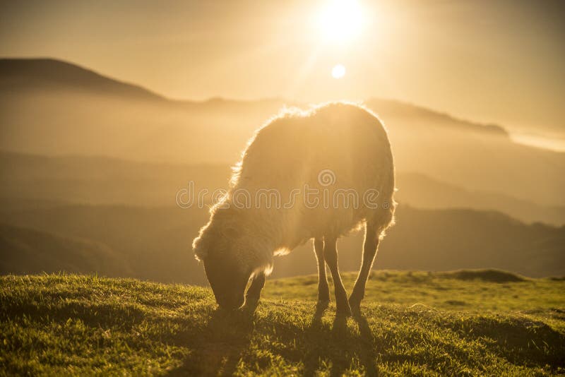 Sheep Eating Grass in the Mountains at Sunset Stock Image - Image of ...