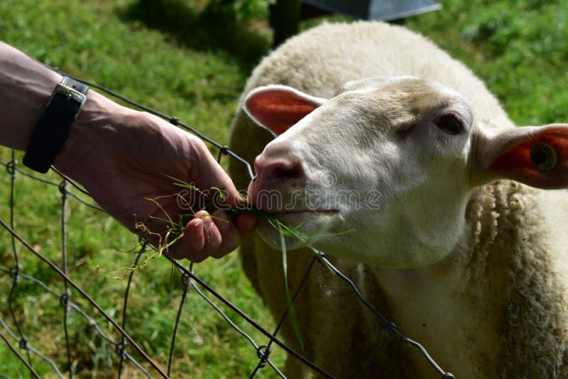 Sheep eating grass stock image. Image of animal, fence - 102989681