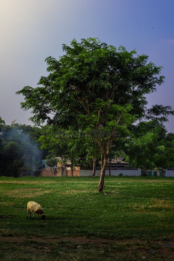 Sheep Eating a Grass in a Sunny Day Stock Image - Image of eating ...