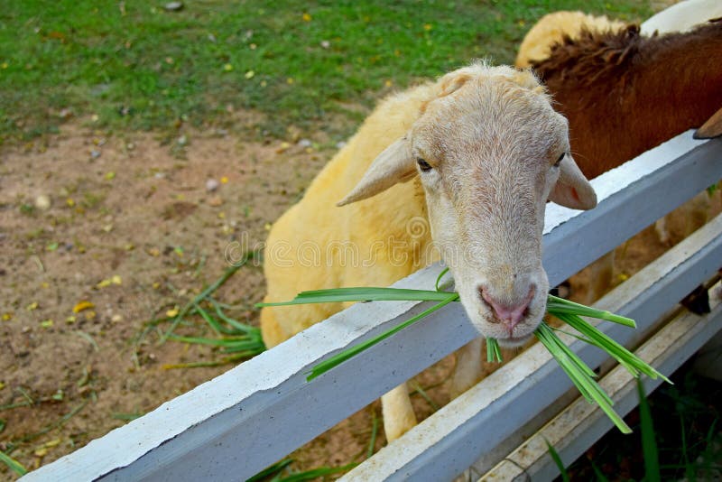 Sheep Eat Grass Stock Photos - Download 2,841 Royalty Free Photos