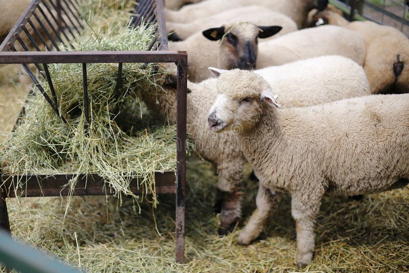Sheep eating hay stock photo. Image of black, bunch, beige - 72502936