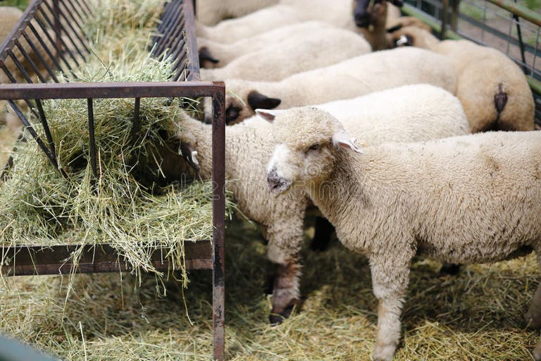 Sheep eating hay stock photo. Image of black, authentic - 72503384