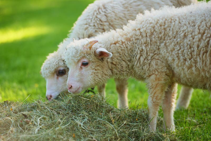 Sheep eating hay stock photo. Image of ribs, mammal, curious - 55204846