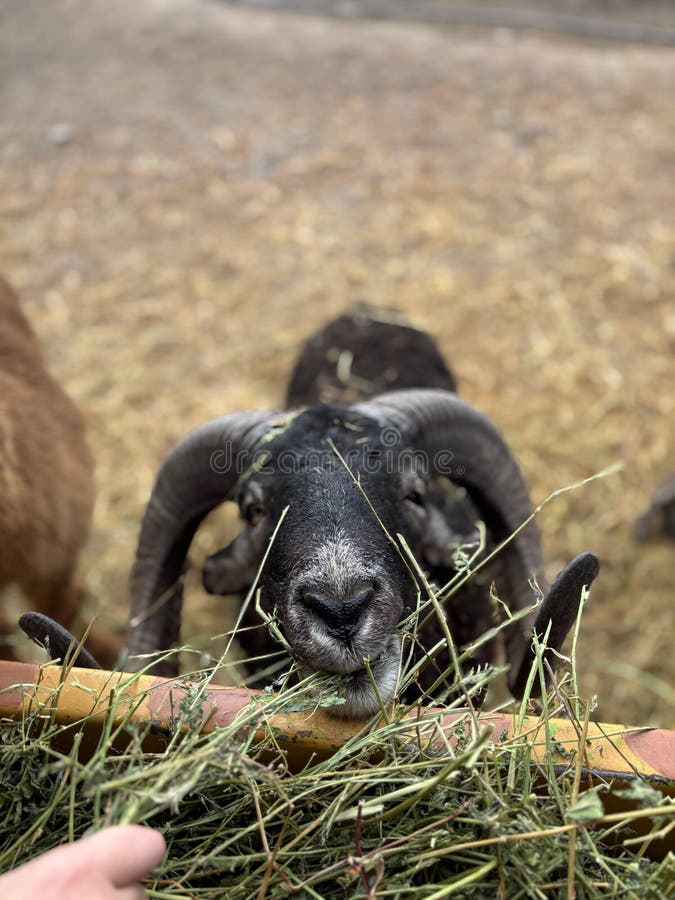 Furred Ram Stock Photos - Free & Royalty-Free Stock Photos from Dreamstime