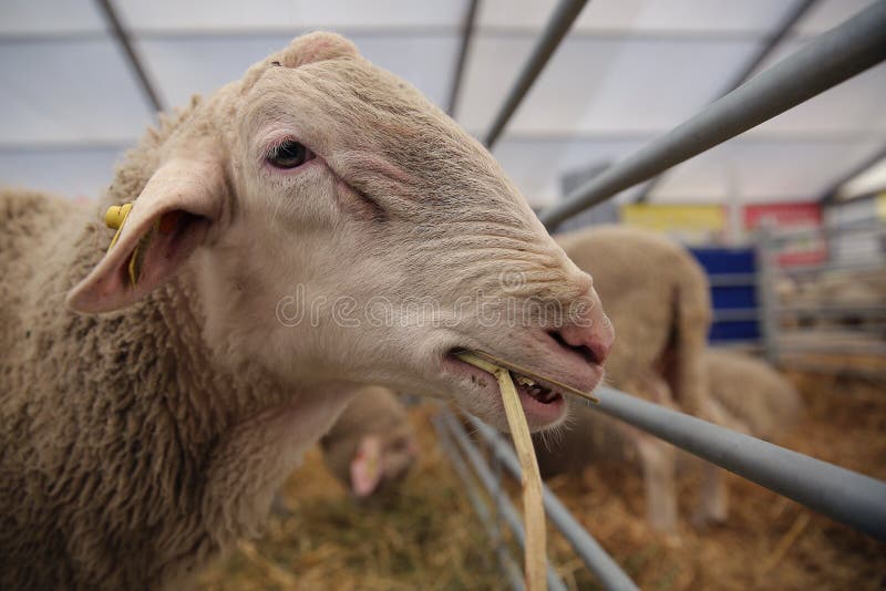Sheep eating corn grains stock photo. Image of farm, barn - 66200484