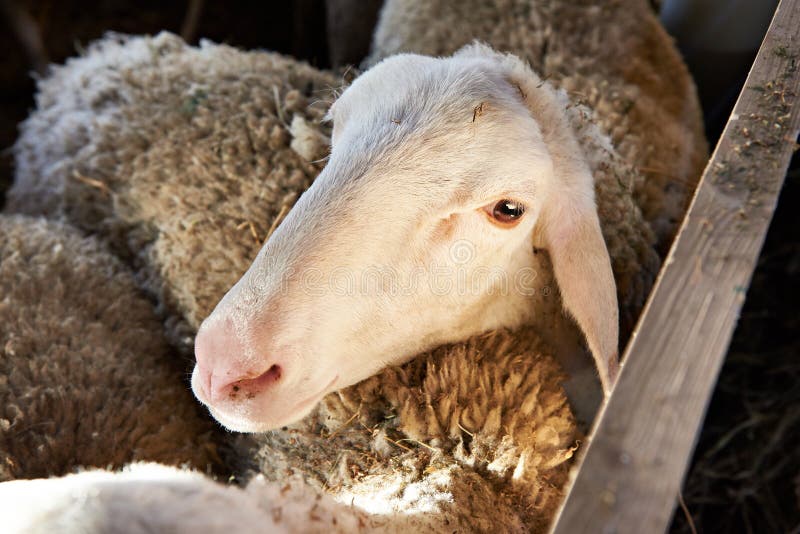 Sheep Eating Hay in Pen on Farm Stock Photo - Image of cute ...