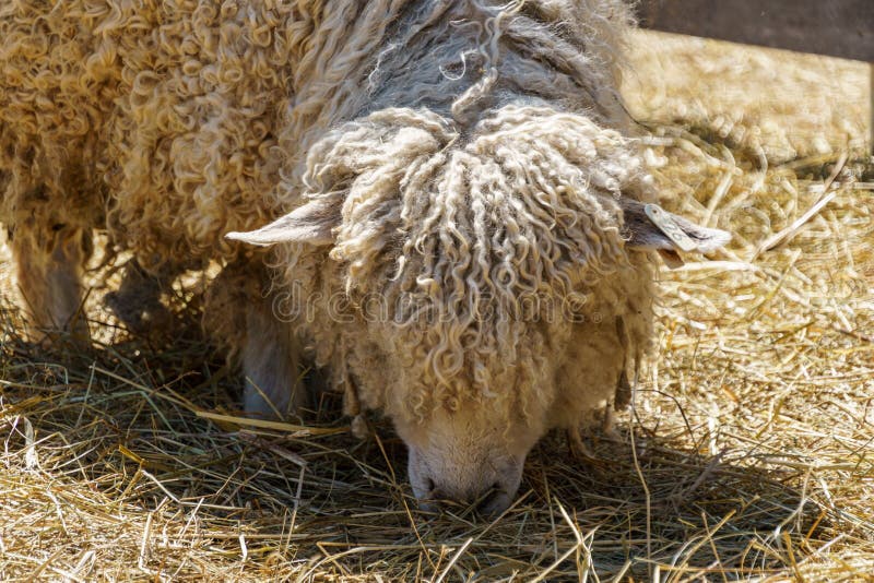 Sheep Eating Hay with Wool Covering Its Eyes Stock Photo - Image of ...