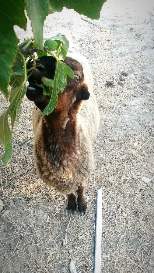 Leaf Sheep Nudibranch Costasiella Kuroshimae Stock Image - Image of ...