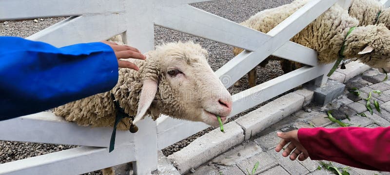 A Sheep is Eating Long Beans in the Cage Stock Image - Image of sheep ...