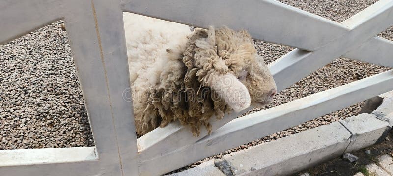 A Sheep is Eating Long Beans in the Cage Stock Photo - Image of beans ...