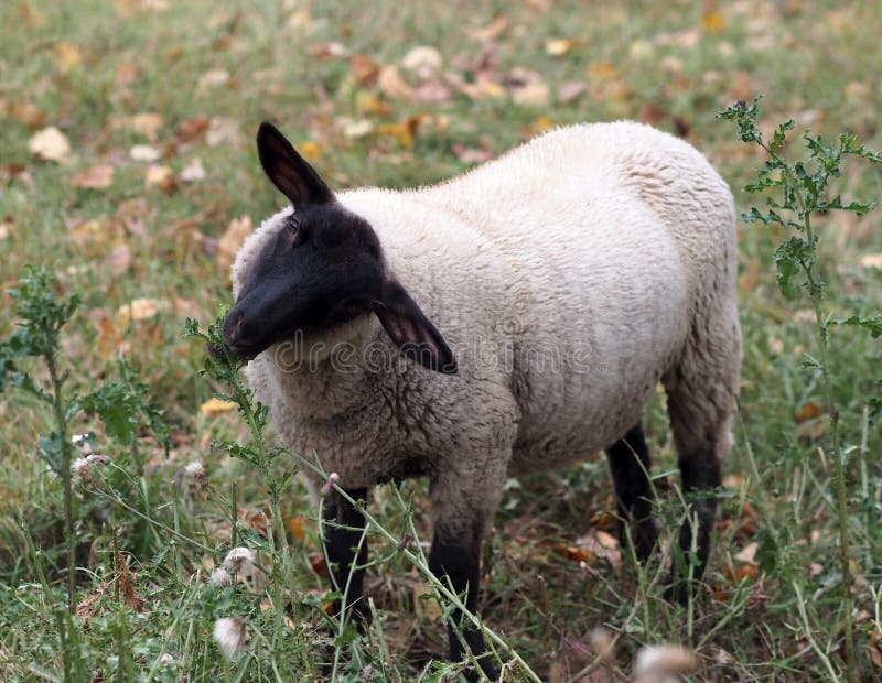 Sheep Eating Plant in Field Stock Photo - Image of field, mammal: 45324500