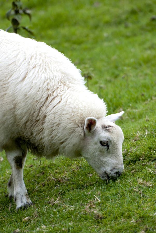 Sheep Eating Short Green Grass Stock Photo - Image of wool, grazing ...