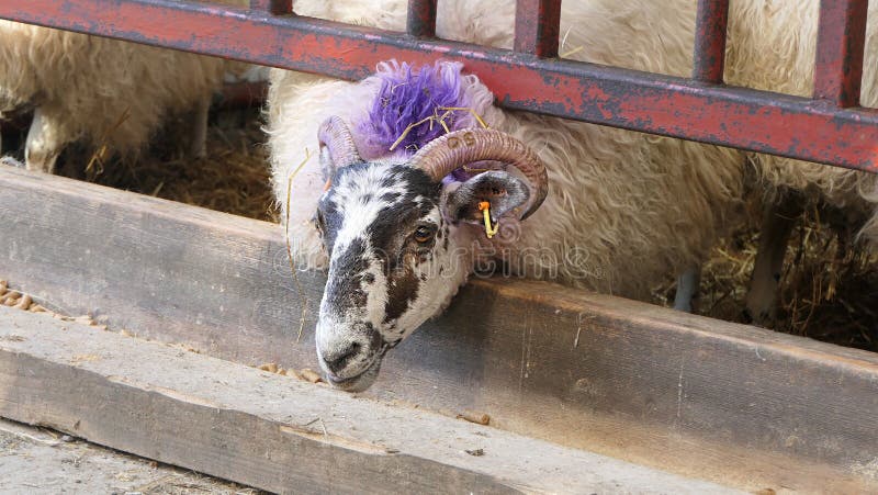 A Sheep Eating Silage through Gate Stock Image - Image of texel, faced ...