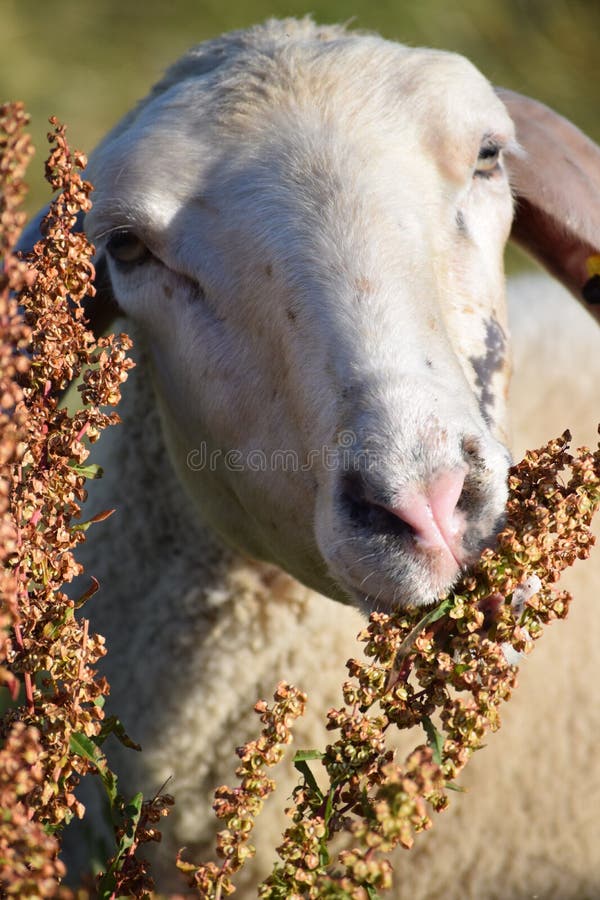 Sheep eats dried up Sorrel stock photo. Image of medicinal - 188161022