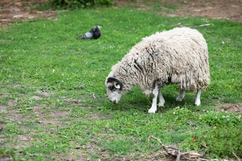 Sheep Eats Fresh Grass in the Pasture Stock Photo - Image of farmland ...