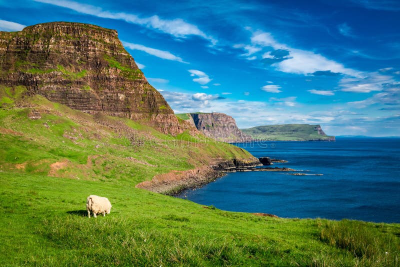 Sheep on the Edge of a Cliff, Isle of Skye, Scotland Stock Image ...
