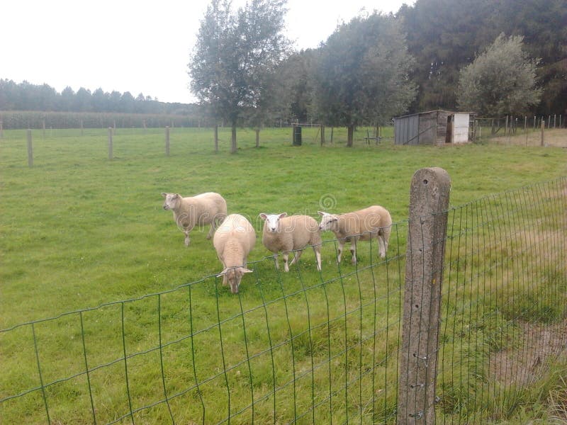 Sheep on the Edge of the Forest Stock Photo - Image of sheep, boerderij ...
