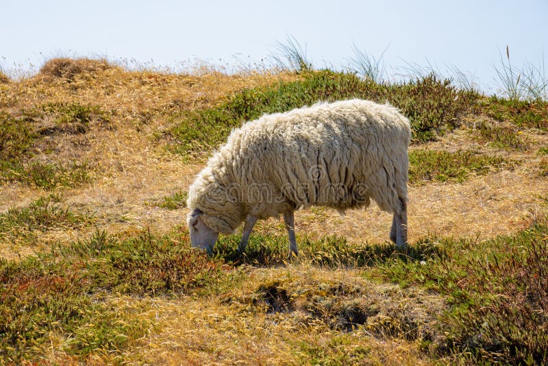 Sheep at Ellenbogen Beach stock image. Image of sylt - 121859523