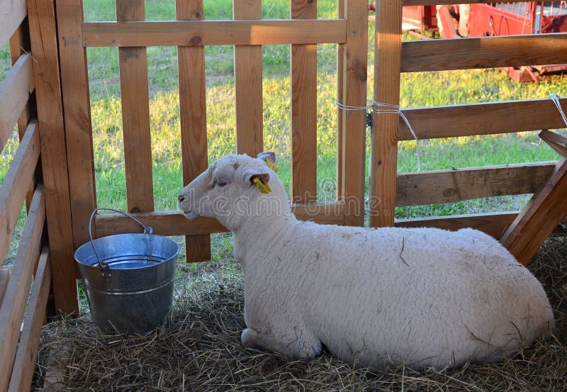 A Sheep An Enclosure Eating Hay On The Farm Australian Ram And Sheeps Stock Image Image Of