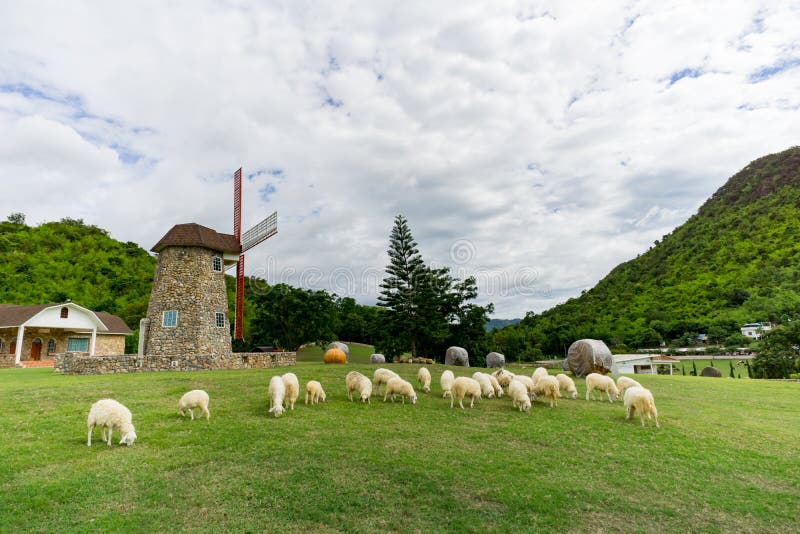 Sheep stock photo. Image of flock, enjoy, lamb, sheep - 66669822