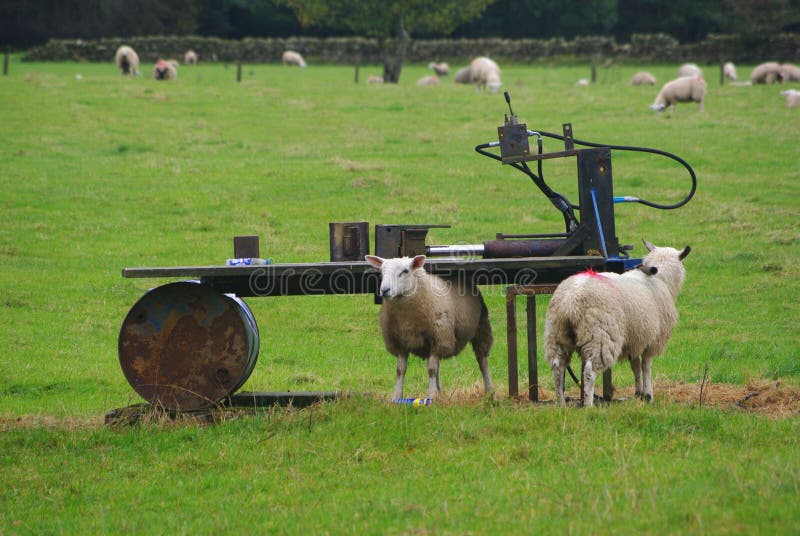 Sheep Enjoying a Good Back Scratch Stock Photo - Image of work, good ...