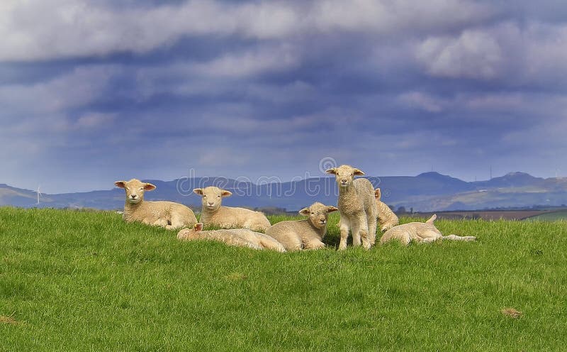 Sheep Enjoying the Sun in Cornwall Stock Image - Image of lambs ...