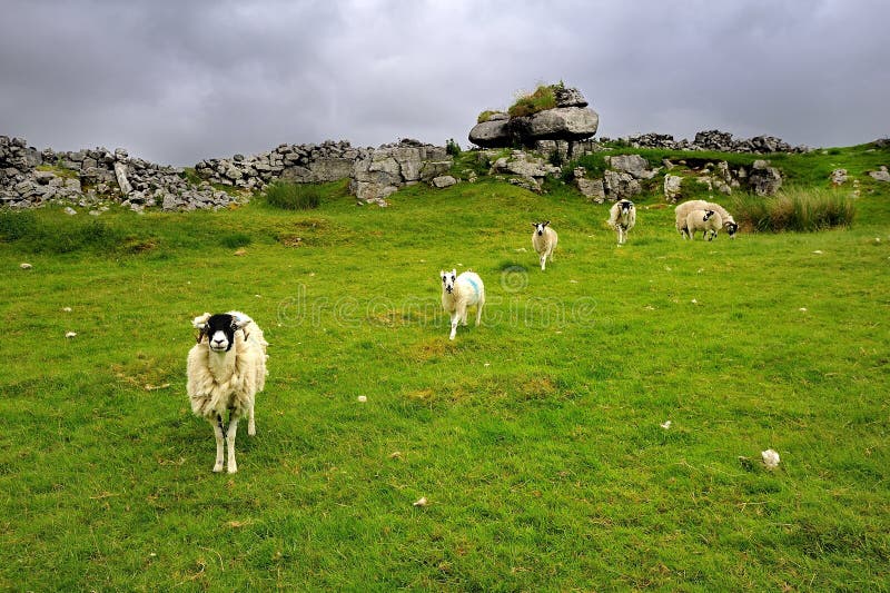 An Erratic Boulder on the Hill of Tongues on Muckle Roe, Shetland, UK ...