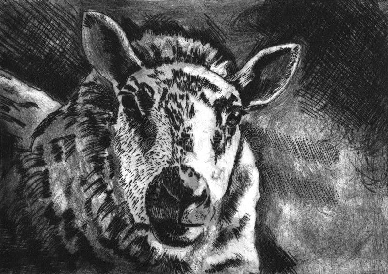 Sheep Etching Morning Light in Barn Stock Illustration - Illustration ...