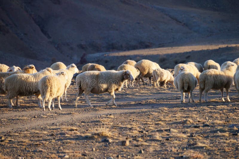 Sheep in Evening Sunlight, Altai Republic,Russia Stock Image - Image of ...