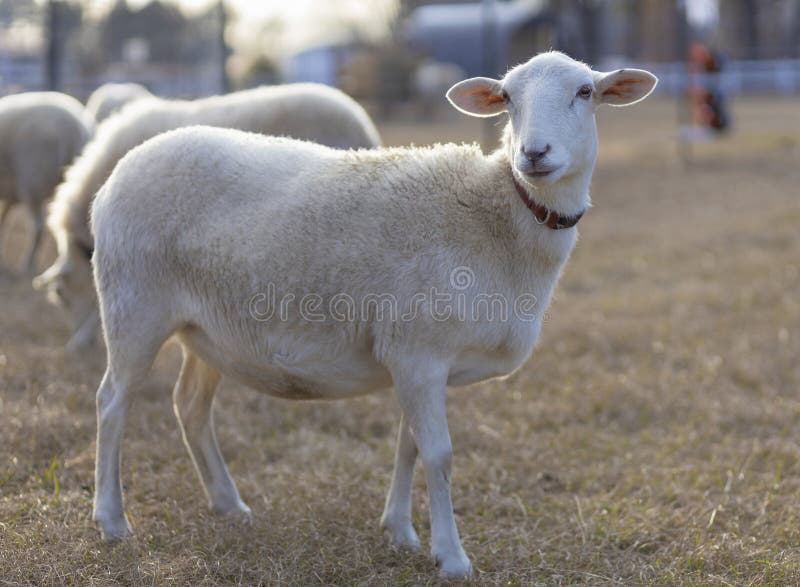 Sheep Ewe As Dusk Approaches Stock Image - Image of farming, looking ...