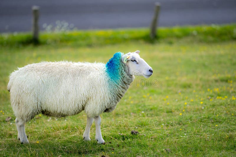 Sheep Ewe at Pasture. Sheep in the Farm. Sheep Pasture on Farm, Close ...