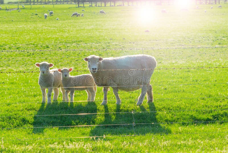 Sheep, Ewe and Two Lambs Looking Inquisitively through Fence Stock ...