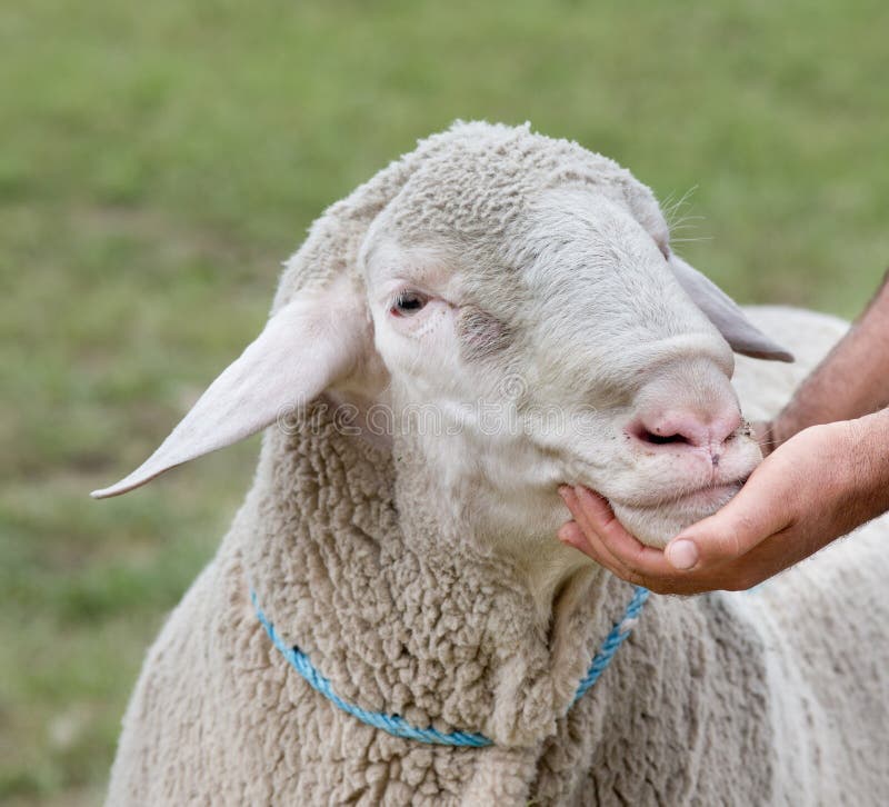 Sheep exhibition stock photo. Image of merino, assessment - 59834848