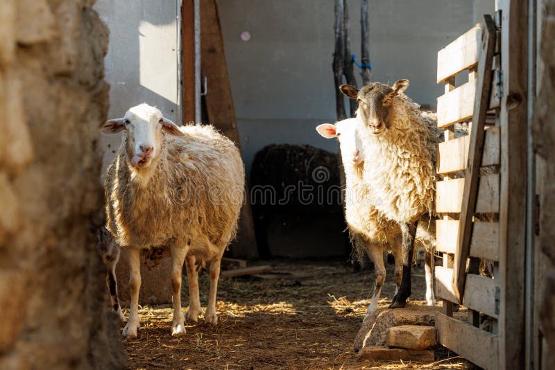 Sheep Exploring Sunlight in a Rustic Barn, Showcasing a Tranquil Farm ...