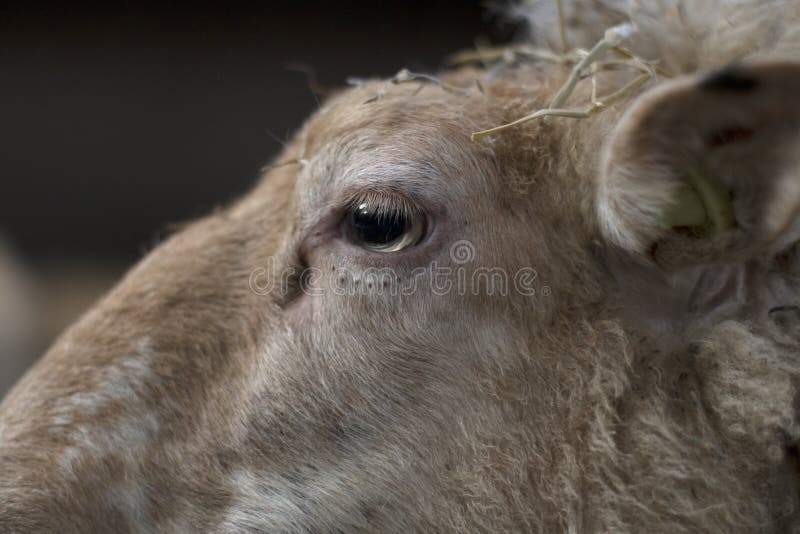 Sheep eye, closeup stock image. Image of inquisitive - 68688047