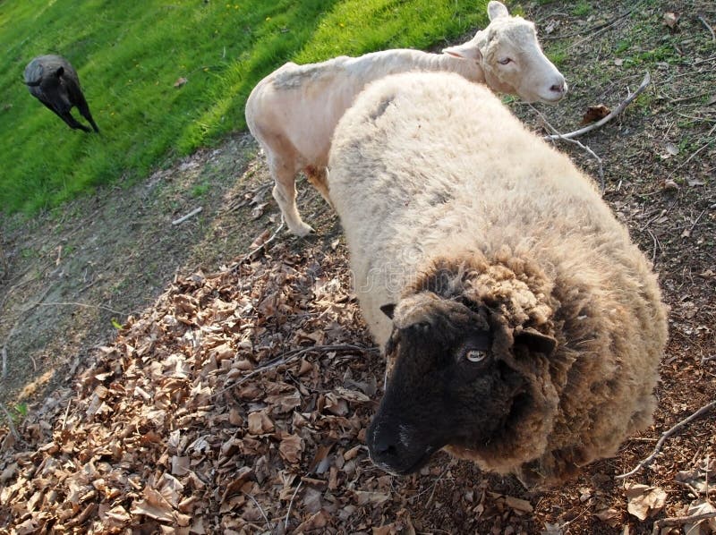 Sheep Eye stock image. Image of sheep, mammal, countryside - 53932911