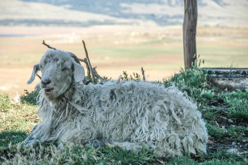 Quietly Ruminating in the Grass Stock Photo - Image of lamb, mammal ...