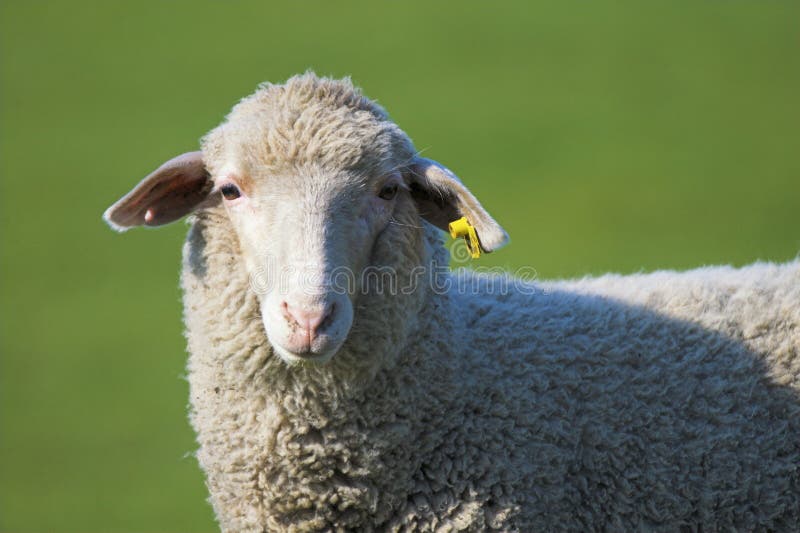 Sheep face stock photo. Image of mammal, coat, mark, fleece - 876358