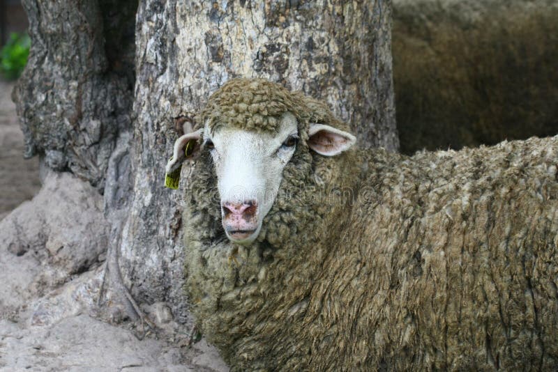 Sheep face stock image. Image of mammal, looking, cute - 35298503
