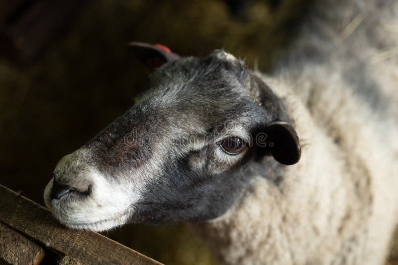 Sheep face close up stock photo. Image of goat, pasture - 218750838