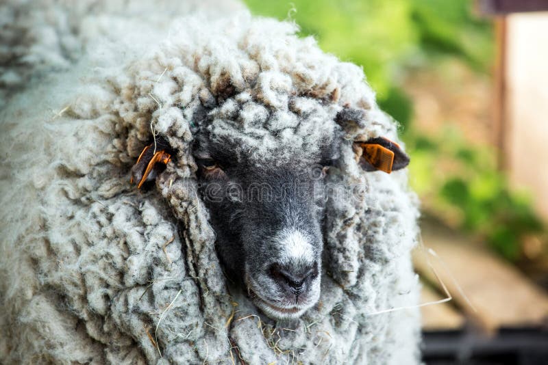 Sheep face close up stock photo. Image of goat, pasture - 218750838