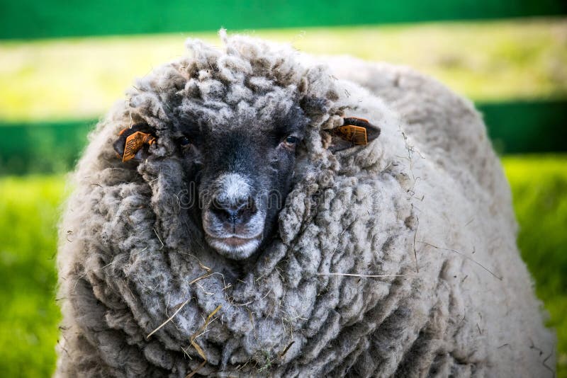 Sheep Face Stock Photos - Download 10,937 Royalty Free Photos