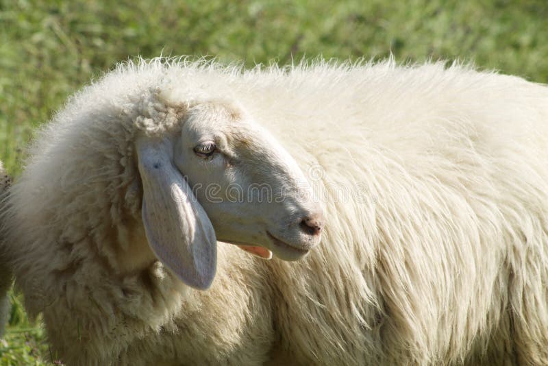 Sheep face close up stock photo. Image of goat, pasture - 218750838