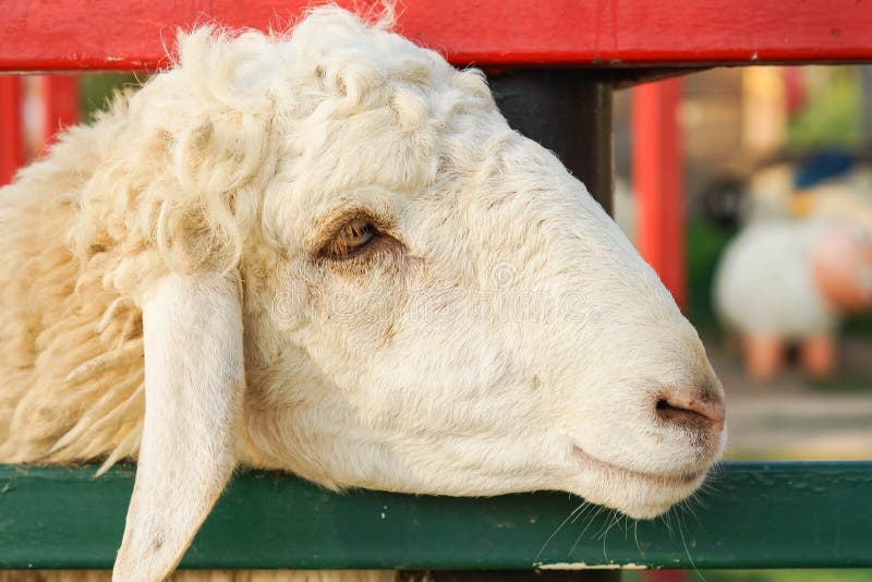 Sheep face, side view stock image. Image of agriculture - 34893807