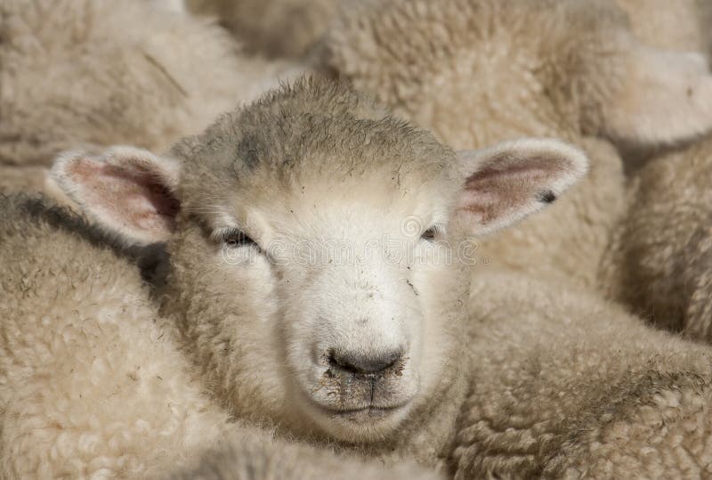 Sheep face stock image. Image of stockyard, farming, crowd - 40588451