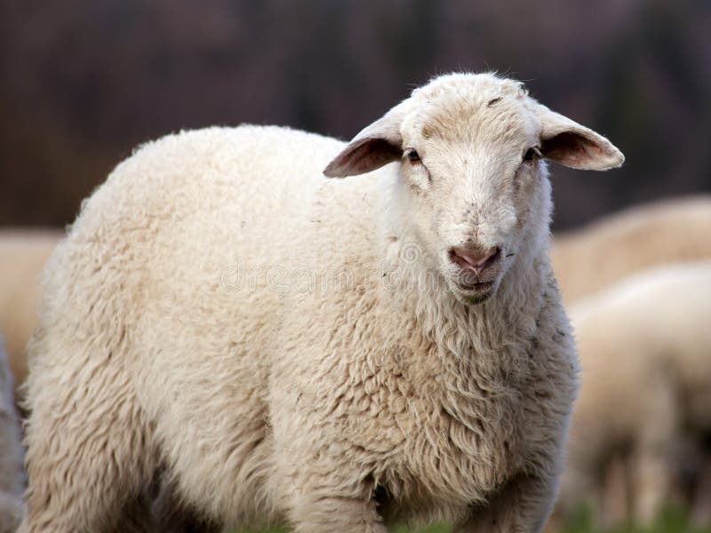 Sheep Face, Lamb Look in Camera Stock Image - Image of field, flock ...